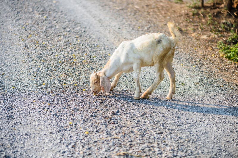 Goat portrait on the road stock photo. Image of goat - 90794412