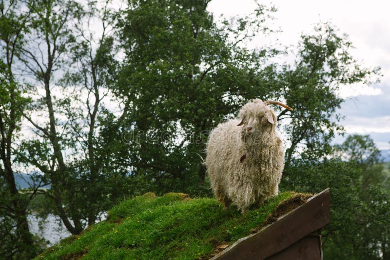 Goat Portrait in Senja Norway, Posing for Pictures Stock Image - Image ...