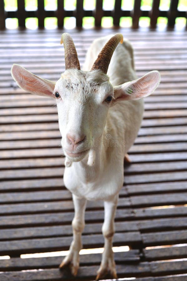 Goat stock image. Image of mammal, people, farmland, beautiful - 59663507