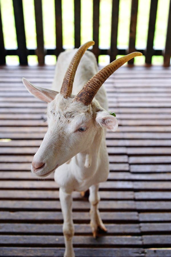 Goat stock image. Image of domestic, goats, portrait - 59663743