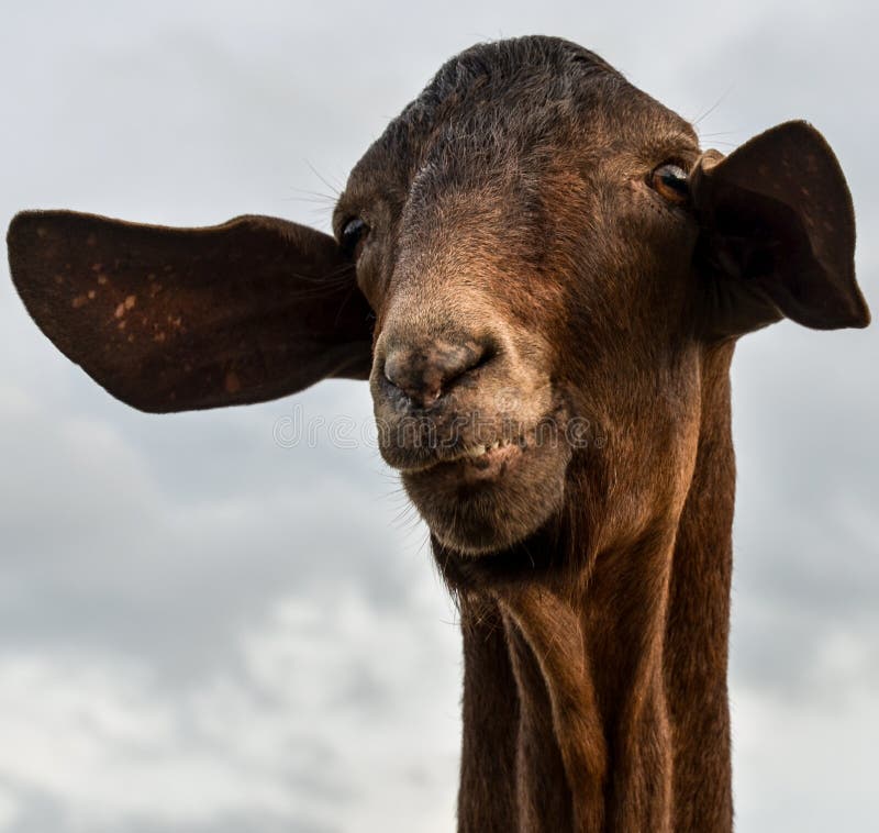 Goat Face Portrait Stock Photos - Download 6,614 Royalty Free Photos