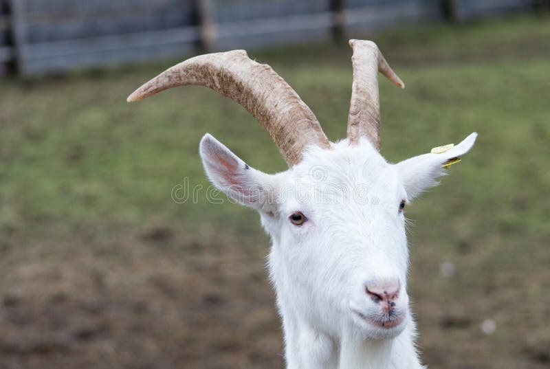 Goat Portrait stock image. Image of goat, horned, animal - 44064817