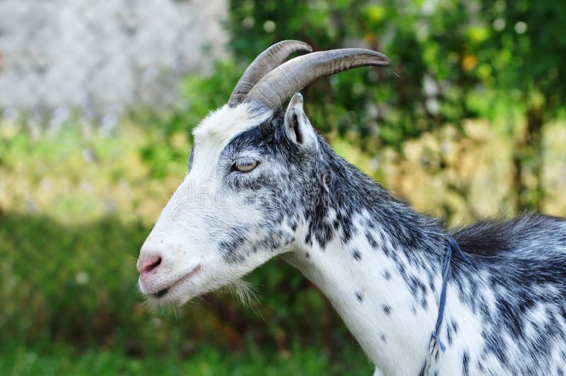 Goat portrait stock image. Image of blotched, spotted - 42438591