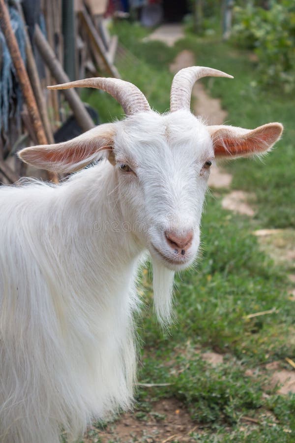 Goat portret stock image. Image of field, grazing, eyes - 33841563