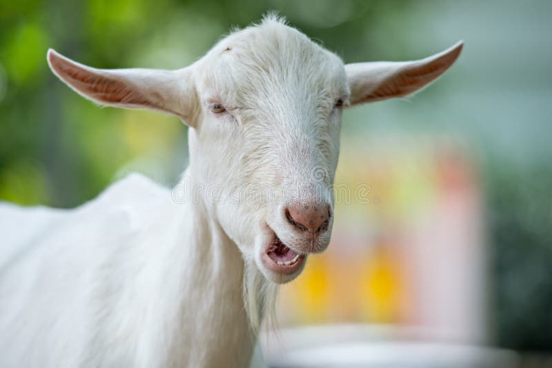 Goat Posing at a Country Farm Stock Photo - Image of goat, feeding ...