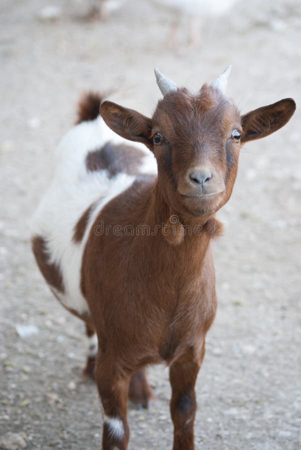 Goat Posing with Curiosity Face Stock Image - Image of beautiful, happy ...