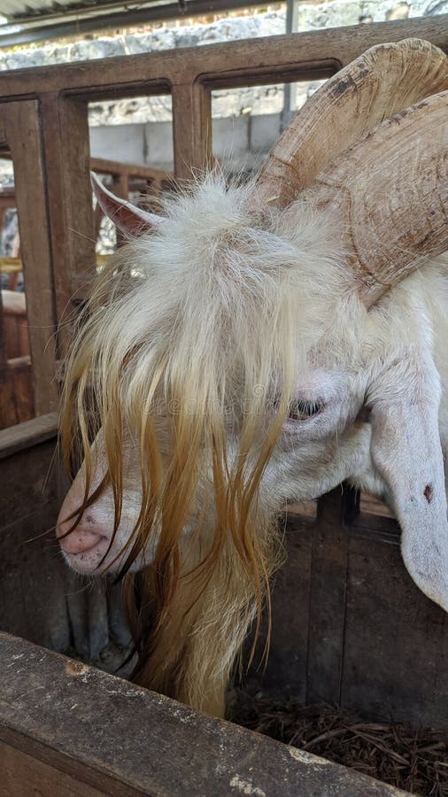Goat Posing Showing Off Hair Stock Photo - Image of showing, farm ...