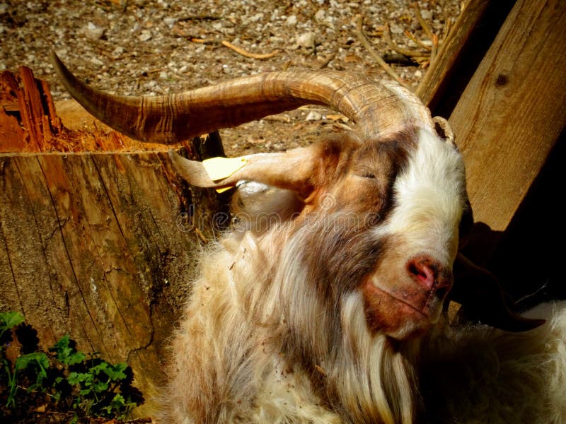 Goat in the sun stock photo. Image of herd, posing, mammal - 217039390