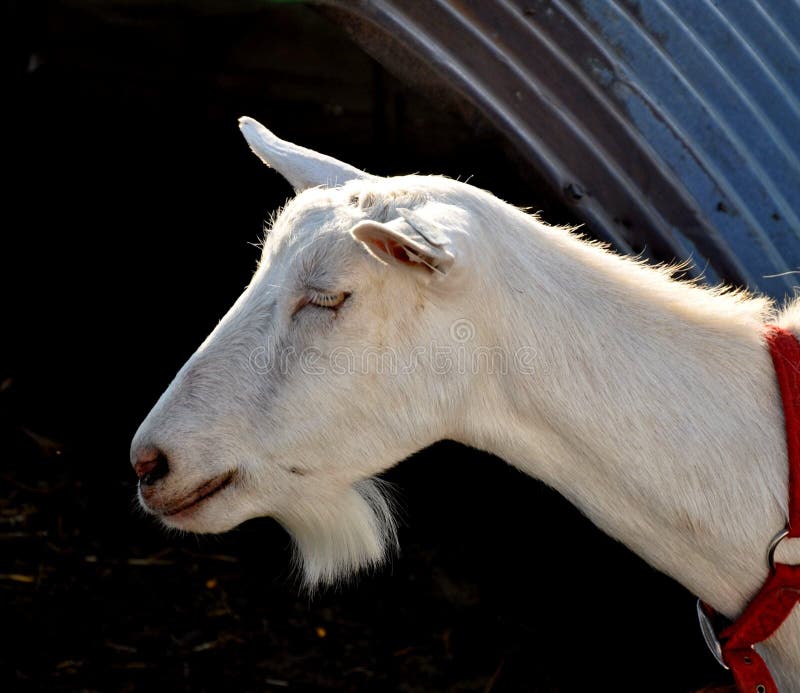 Goat profile stock image. Image of ears, agriculture - 10434655
