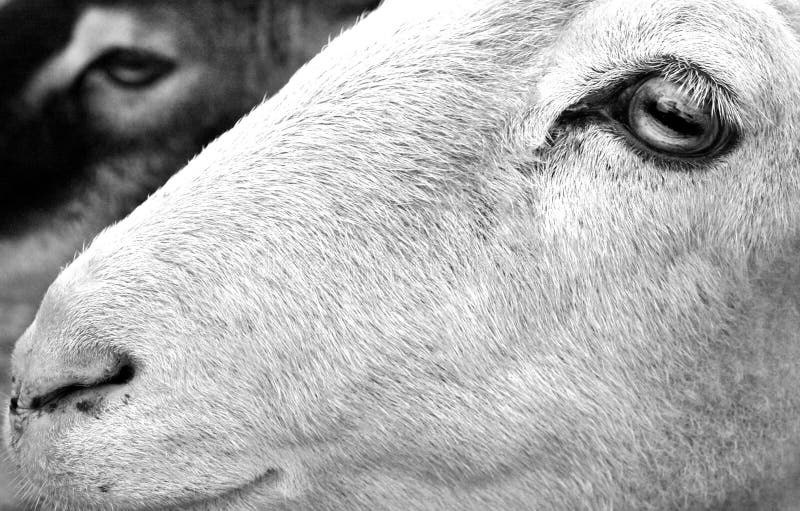 Goat Profile stock photo. Image of farming, portrait, farm - 177308
