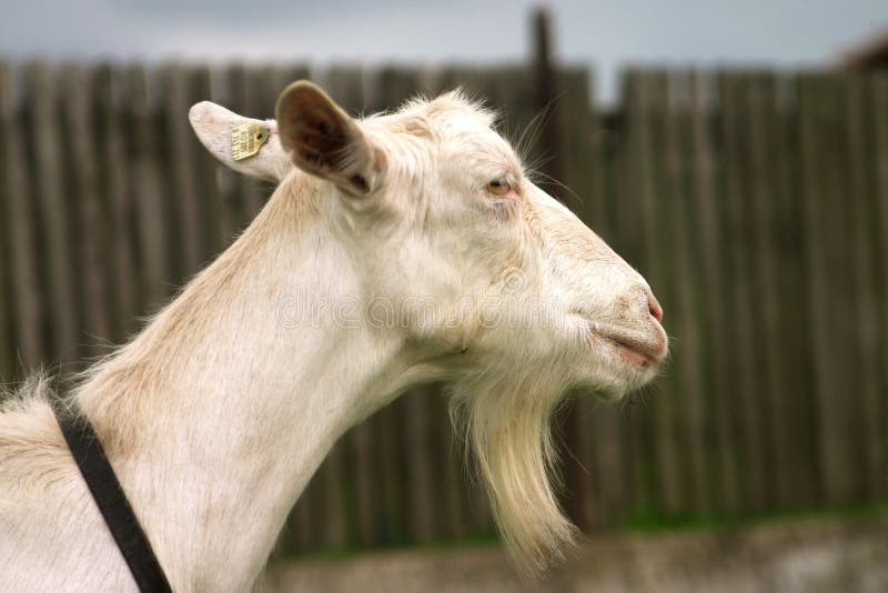 Goat profile stock image. Image of goat, animal, beard - 1935741