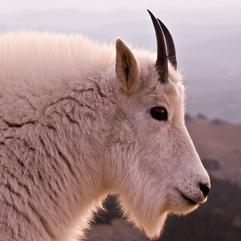 Goat Profile stock image. Image of colorado, mammal, horns - 27113083