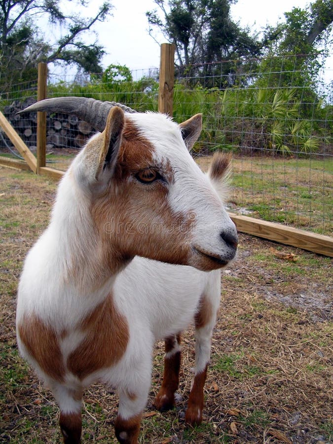 Goat Profile stock photo. Image of brown, goats, milk, horns - 520390