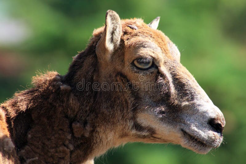 Goat profile stock image. Image of closeup, farming, livestock - 5636237