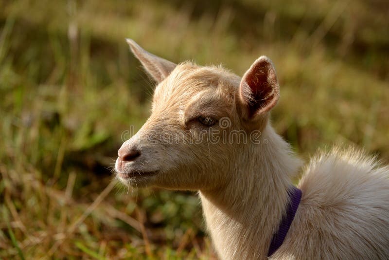Goat profile stock photo. Image of profile, goat, baby - 41257936