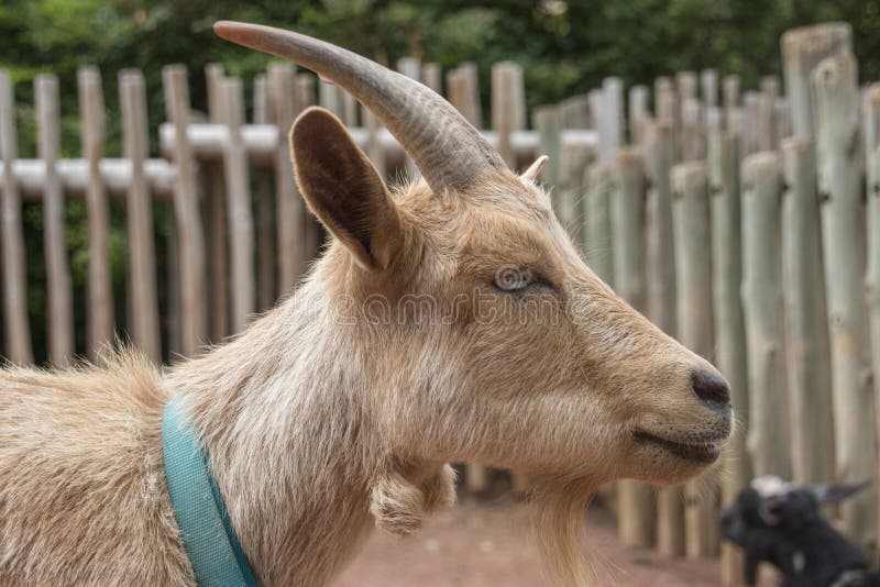 Goat profile stock image. Image of pensive, goat, ears - 10434655