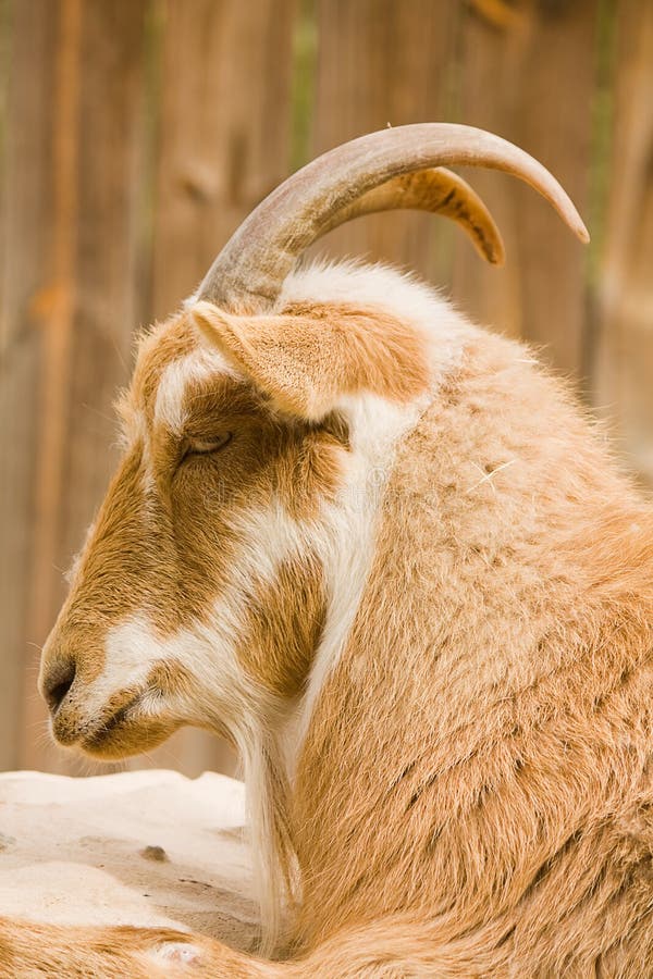 Goat in profile stock image. Image of hair, farm, mammal - 39673815