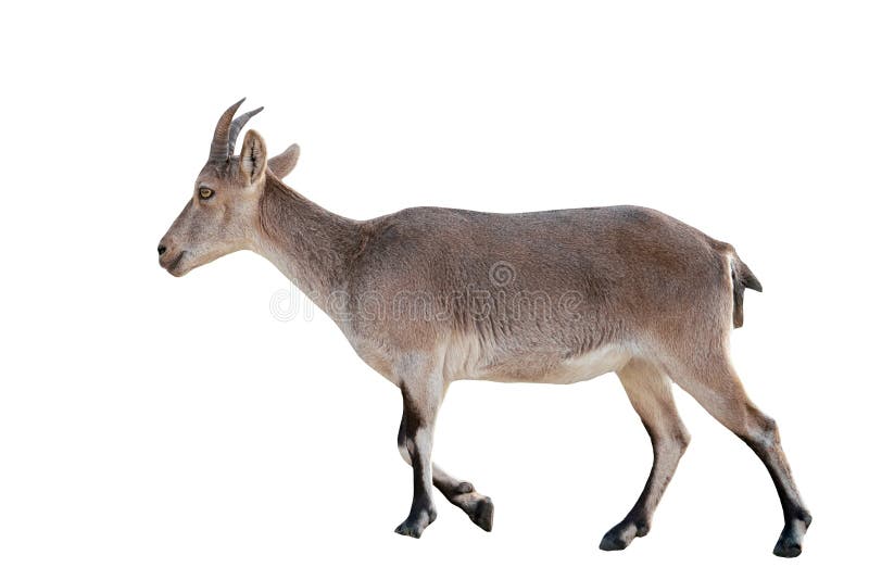 518 Goat Profile View Stock Photos - Free & Royalty-Free Stock Photos ...