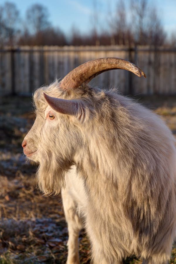Goat in profile stock image. Image of head, rural, goat - 48276391