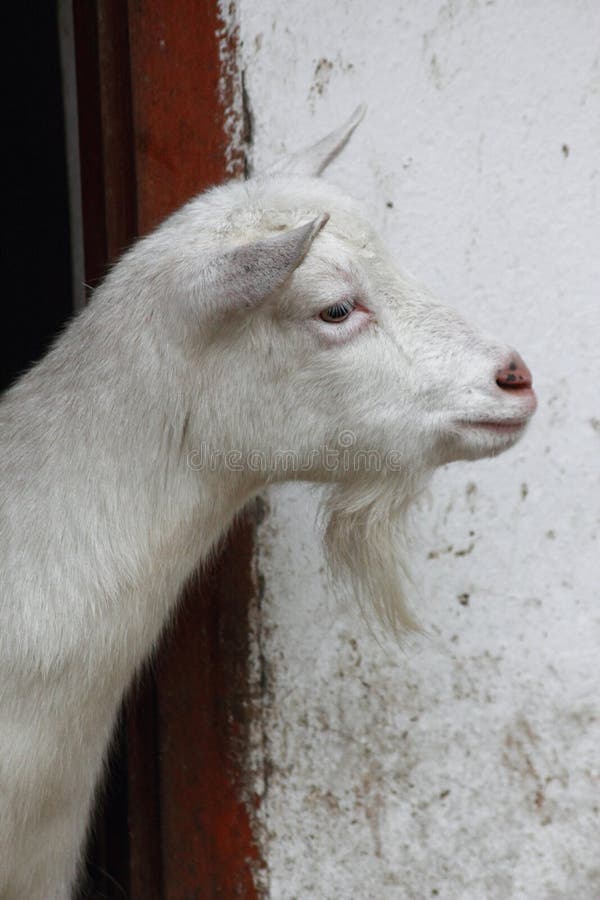 Goat profile stock photo. Image of farm, animal, watching - 61947886