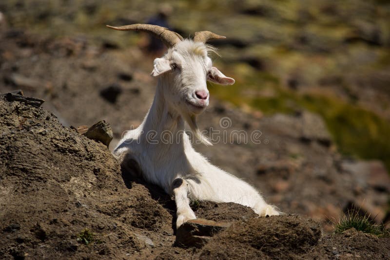Goat in the Pyrenees stock photo. Image of outdoor, animal - 130755024