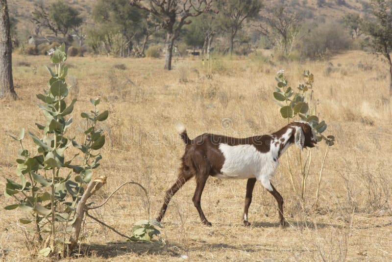 A Goat in Rajasthan stock image. Image of country, india - 63456855