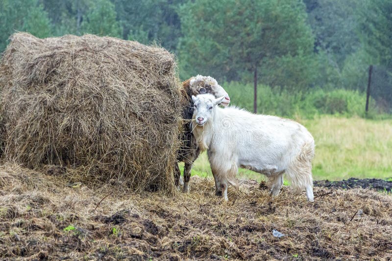 Goat and Ram Feed Near the Haystack Stock Photo - Image of wild ...