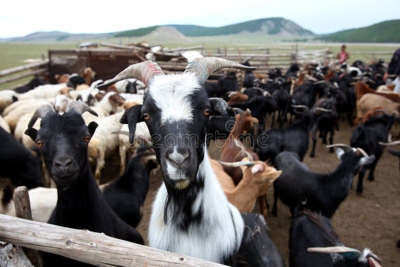 Goat ranch stock photo. Image of mongolia, goats, milk - 34757876