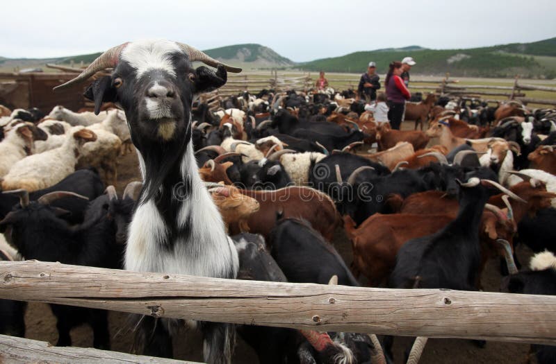 Goat ranch editorial photo. Image of dairy, cattle, sheep - 34757911