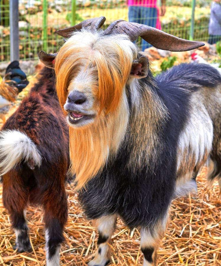 Goat with Red Bangs, Kibbutz Stock Photo - Image of cattle, autumn ...