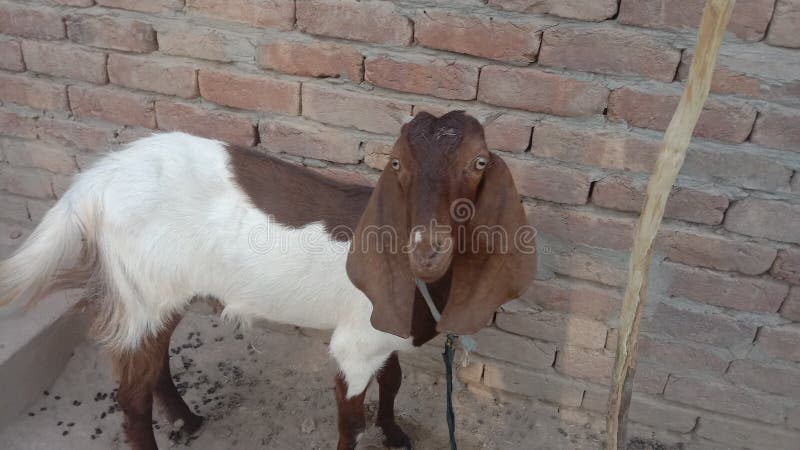 Goat stock image. Image of bovine, grazing, animal, sheep - 220073475