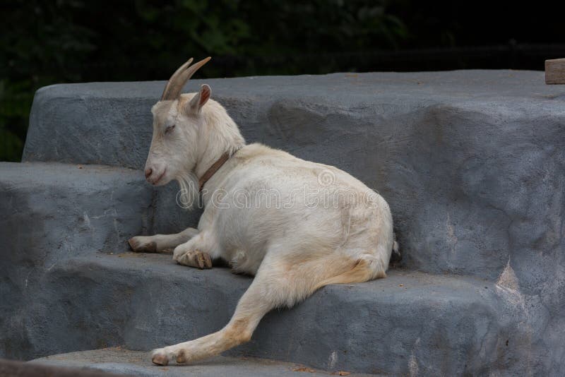 Goat Relax and Sleeping on Staircase. Stock Photo - Image of farm ...