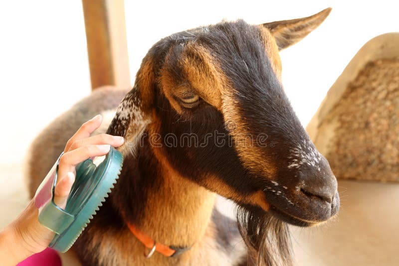 Goat stock photo. Image of coat, hair, chin, beard, domesticated - 53488598