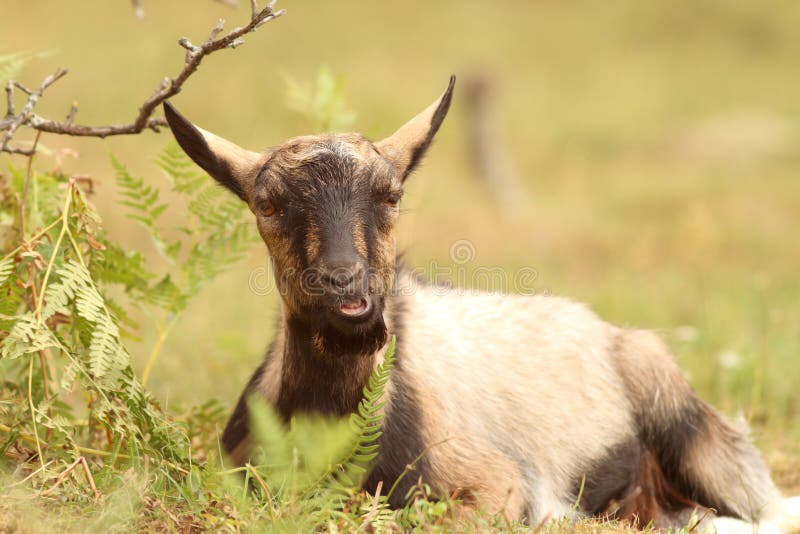 Goat relaxing in the grass stock image. Image of horizontal - 33457065