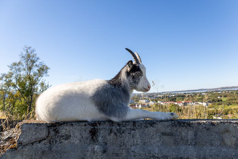 Goat Relaxing in the Stones Stock Image - Image of nature, countryside ...