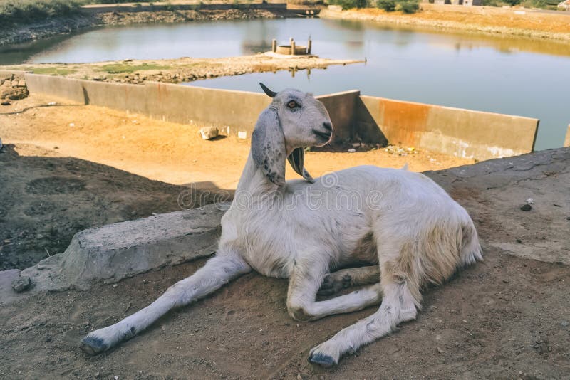 Goat Relaxing in the Sun stock photo. Image of hajipir - 94240922