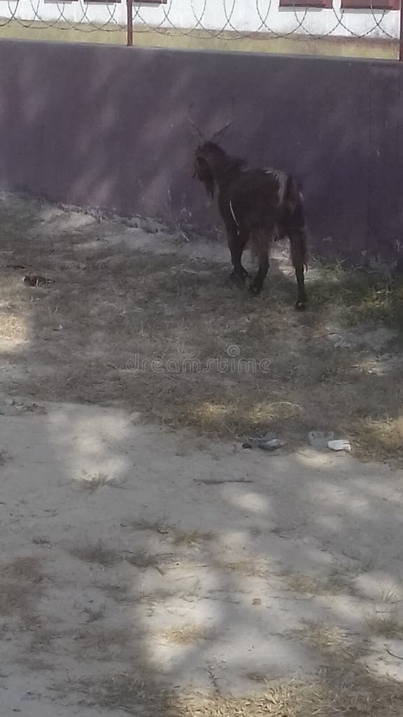 Goat shadow walk stock photo. Image of formation, blue - 180032094