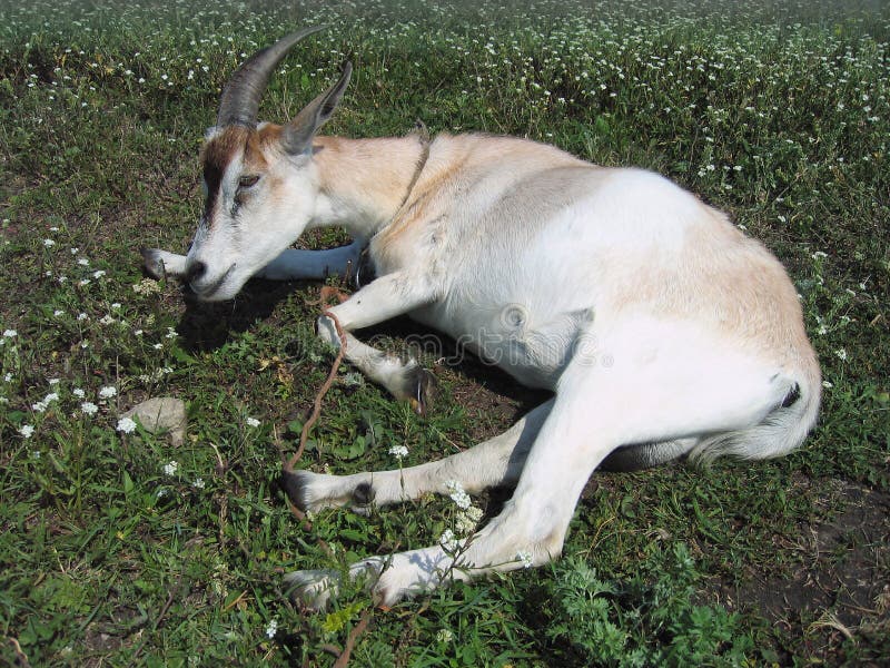 Goat is Resting on the Grass Stock Photo - Image of cattle, bovine ...