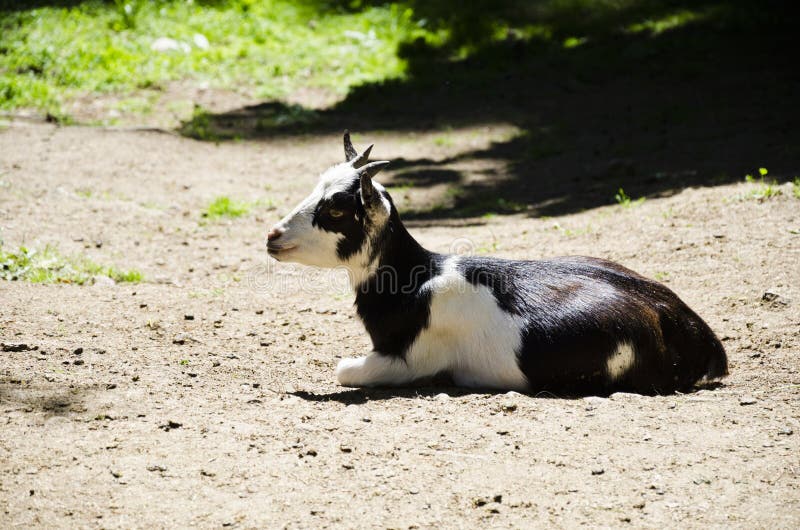 Goat resting on ground stock image. Image of horn, milk - 132636147