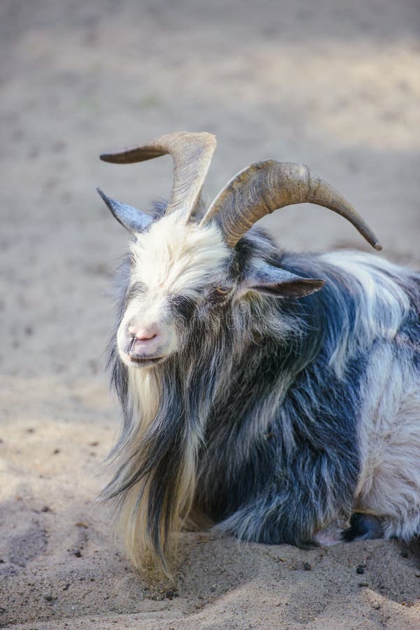 Goat Resting on the Ground on Sunny Day in the Farm Stock Image - Image ...