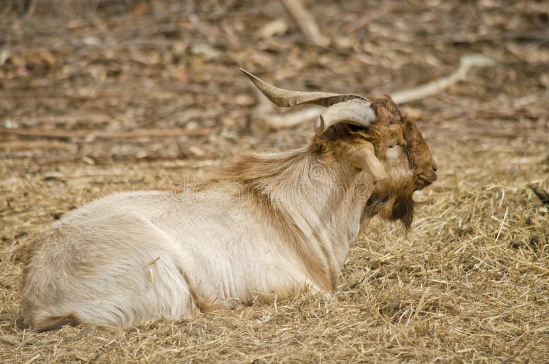 Goat stock photo. Image of australia, brown, goats, resting - 99215154