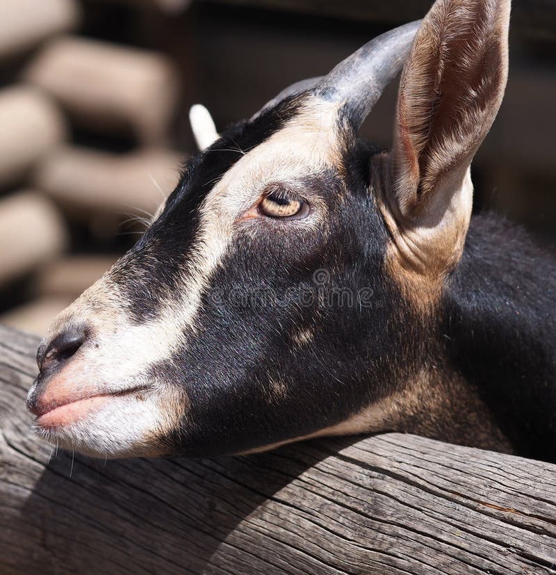 Goat Resting Head on Fence stock image. Image of cheese - 56919393