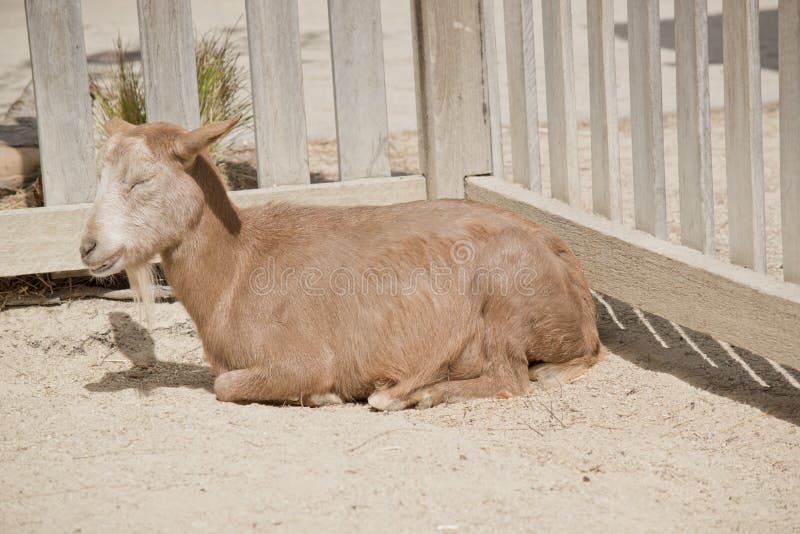 The Goat is Resting in His Pen Stock Photo - Image of goat, wildlife ...