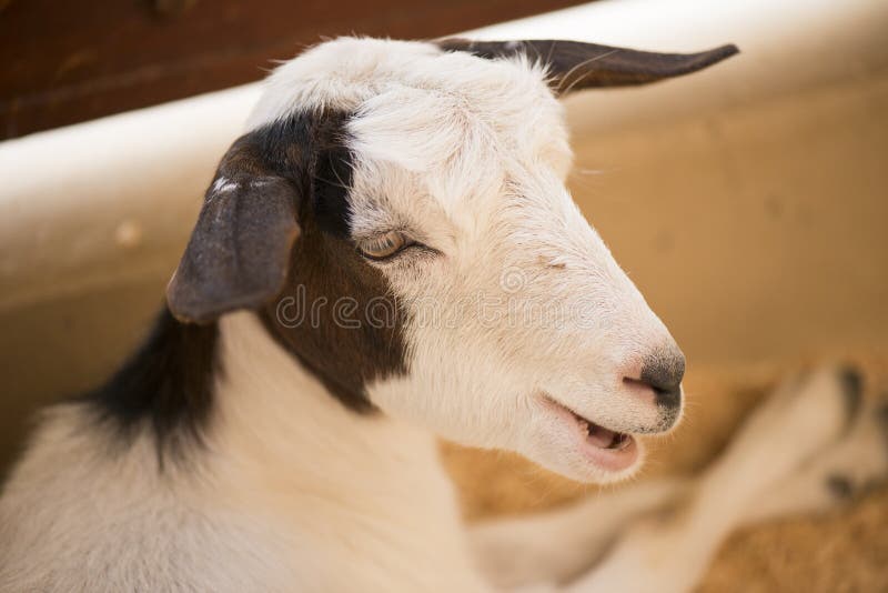 Goat Resting Inside the Farm Shed. Stock Photo - Image of hair, goat ...