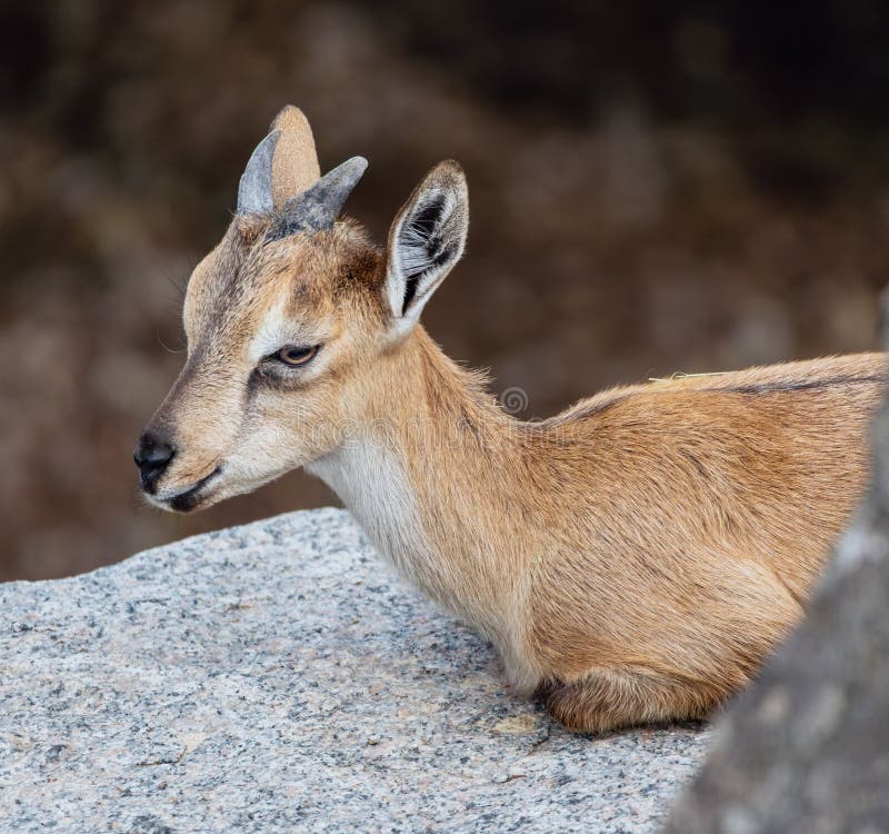 Goat Resting Its Head on a Rock Overlooking Some Trees Stock Photo ...