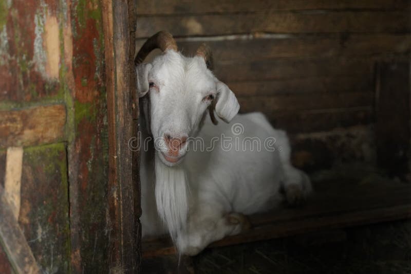 A Goat Resting, Lying Down, on Hay in Its Pen Stock Image - Image of ...