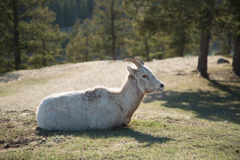 Goat resting on mountain stock image. Image of jasper - 100156387