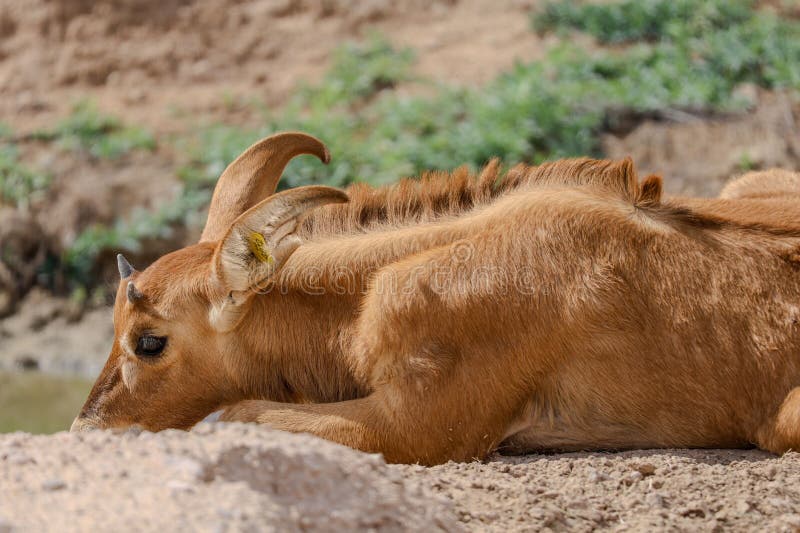 Goat resting on a rock stock image. Image of livestock - 373107125