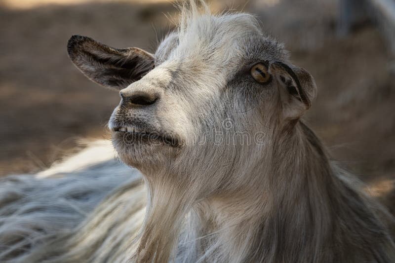 A Goat Resting in the Shade Stock Image - Image of cartoon, head: 382752879