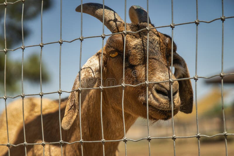 A Goat Resting in the Shade Stock Photo - Image of collection, icon ...